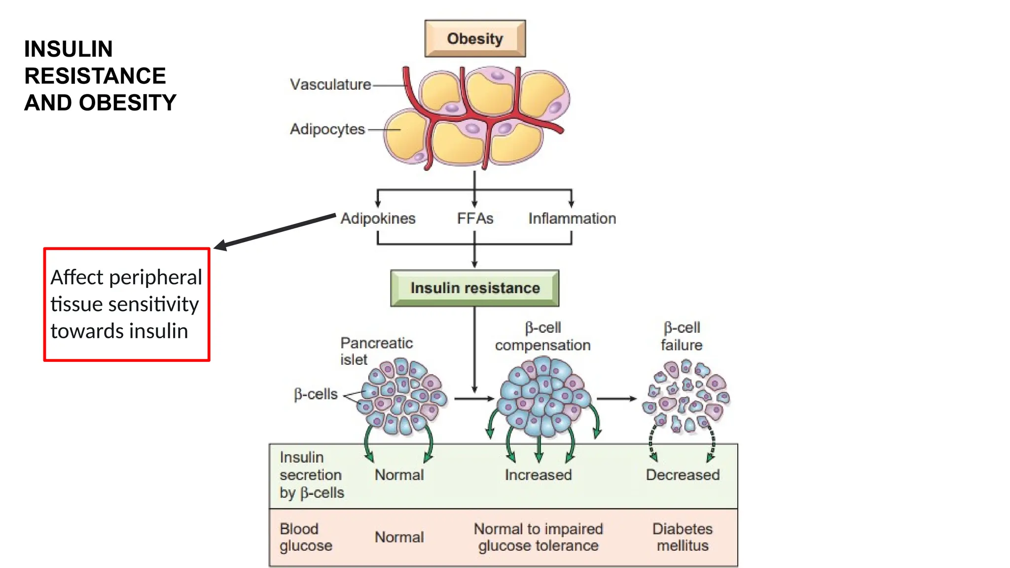 Pathogenesis of Diabetes Mellitus: Understanding the Mechanisms Behind ...