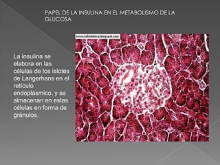 Diabetes Tipo 1 Páncreas Histología