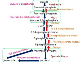 Diabetes & gluconeogenesis | PPT