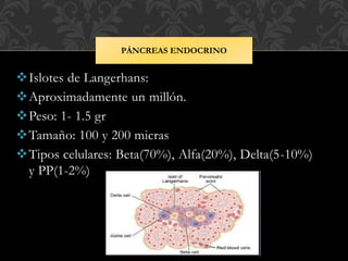 Fisiopatologia Diabetes mellitus | PPTX