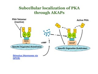 Diabetes mellitus | PPT | Endocrine and Metabolic Diseases | Diseases ...