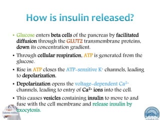 Diabetes Mellitus at a Molecular Level | PPTX