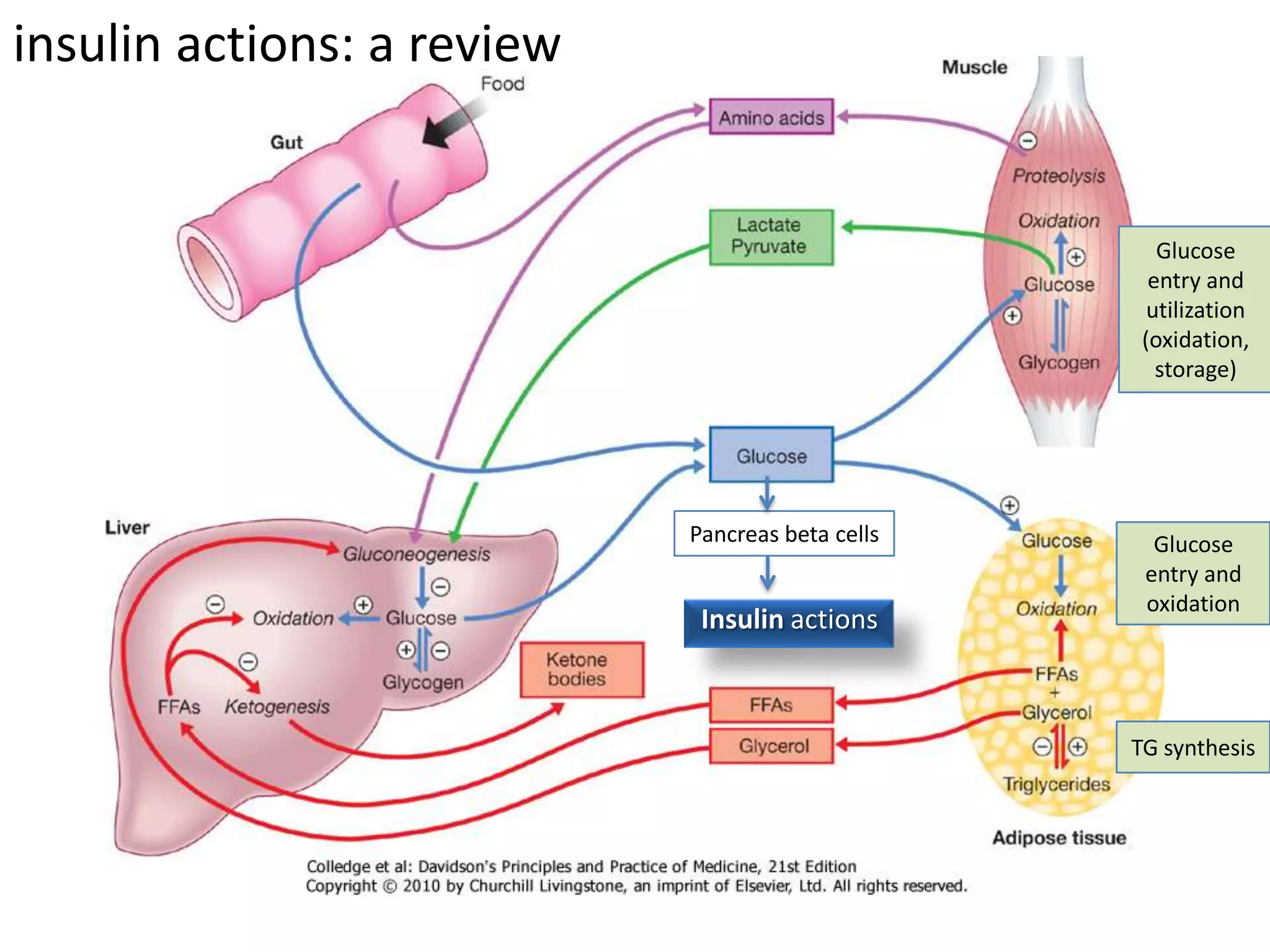 Diabetes mellitus pathophysiol-vnw | PPTX