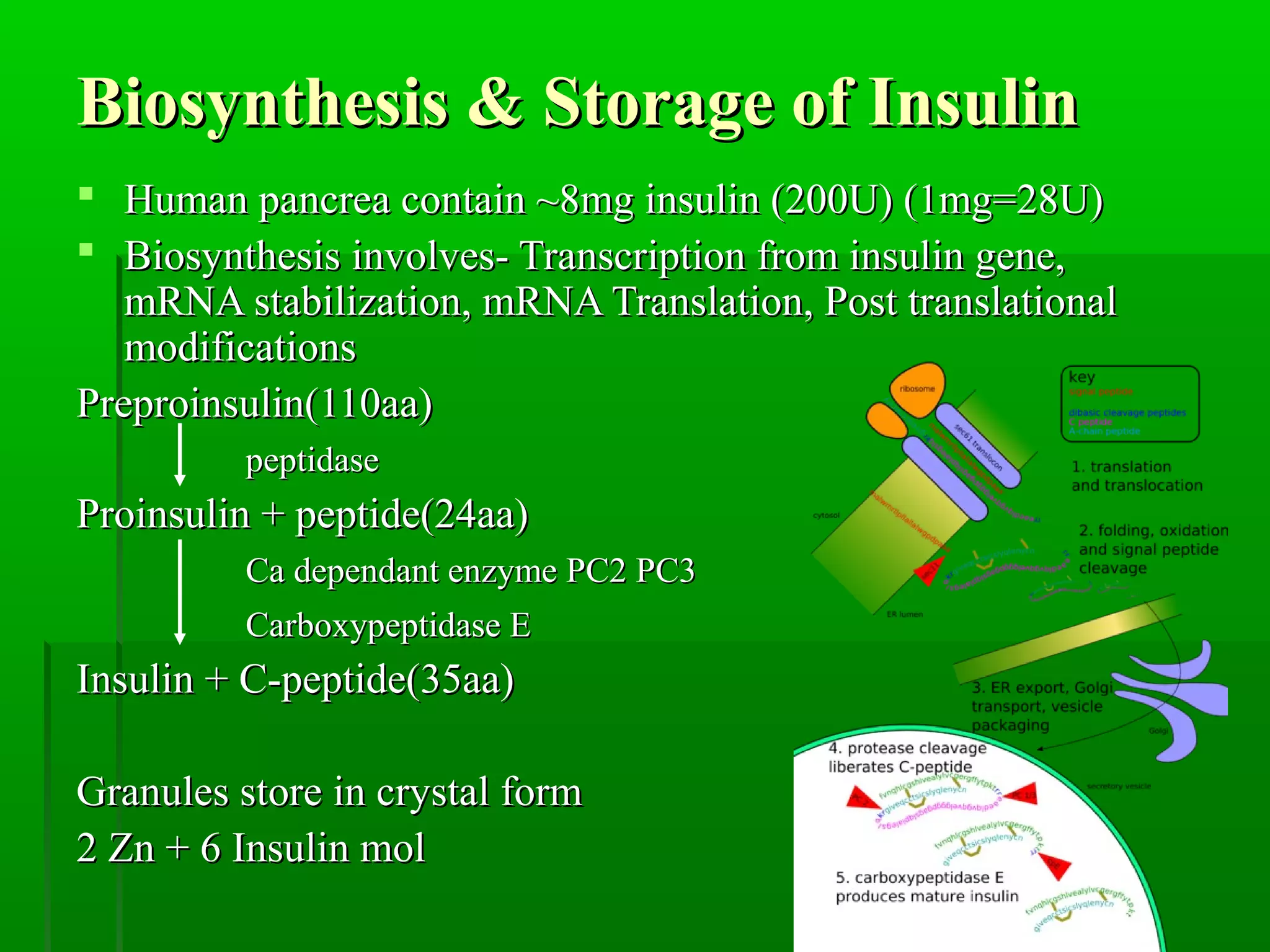 Pharmacology of type 1 Diabetes mellitus Insulin | PPT