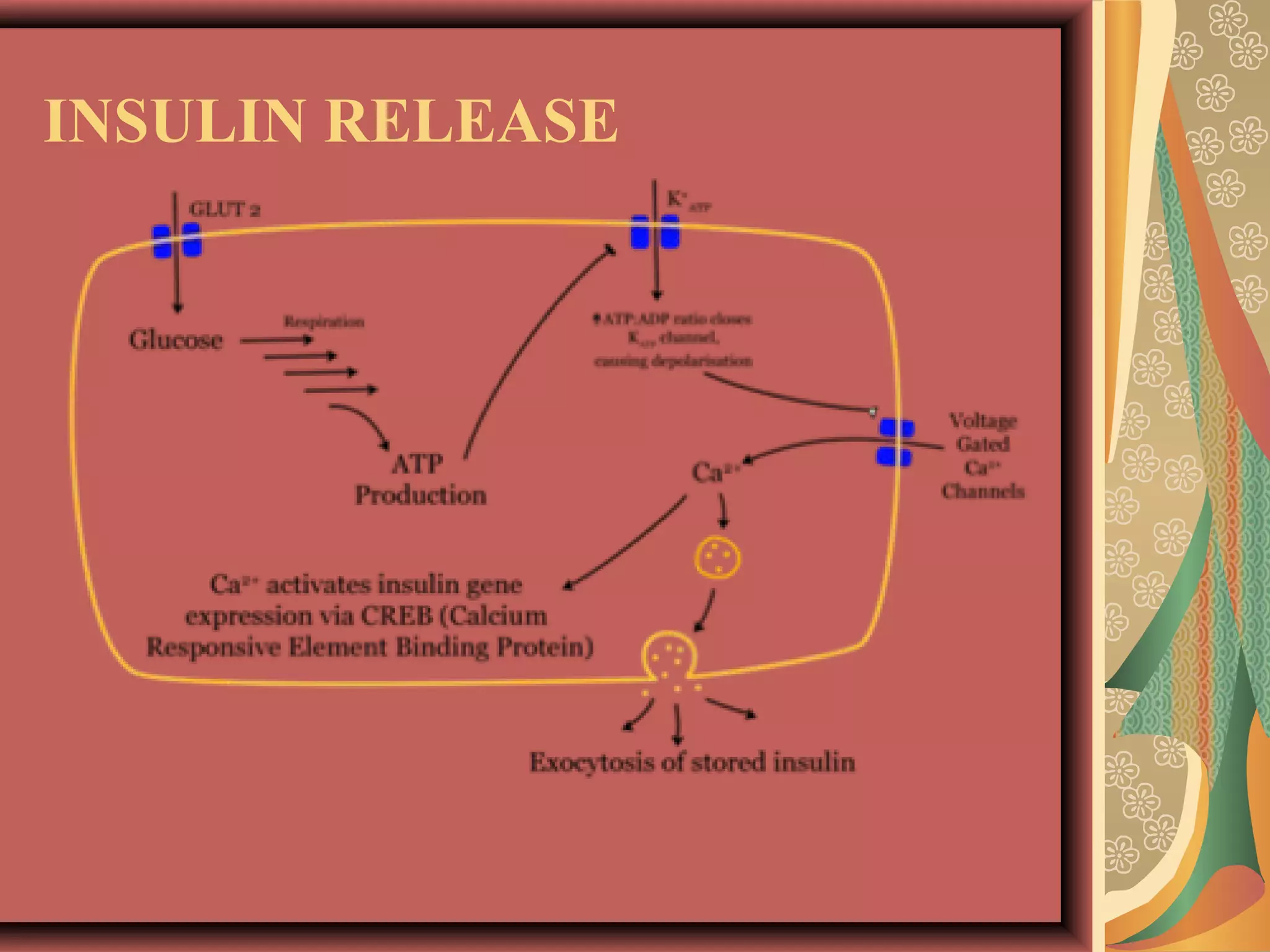 Pharmacology of type 1 Diabetes mellitus Insulin | PPT