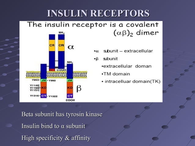 Pharmacology of type 1 Diabetes mellitus Insulin | PPT