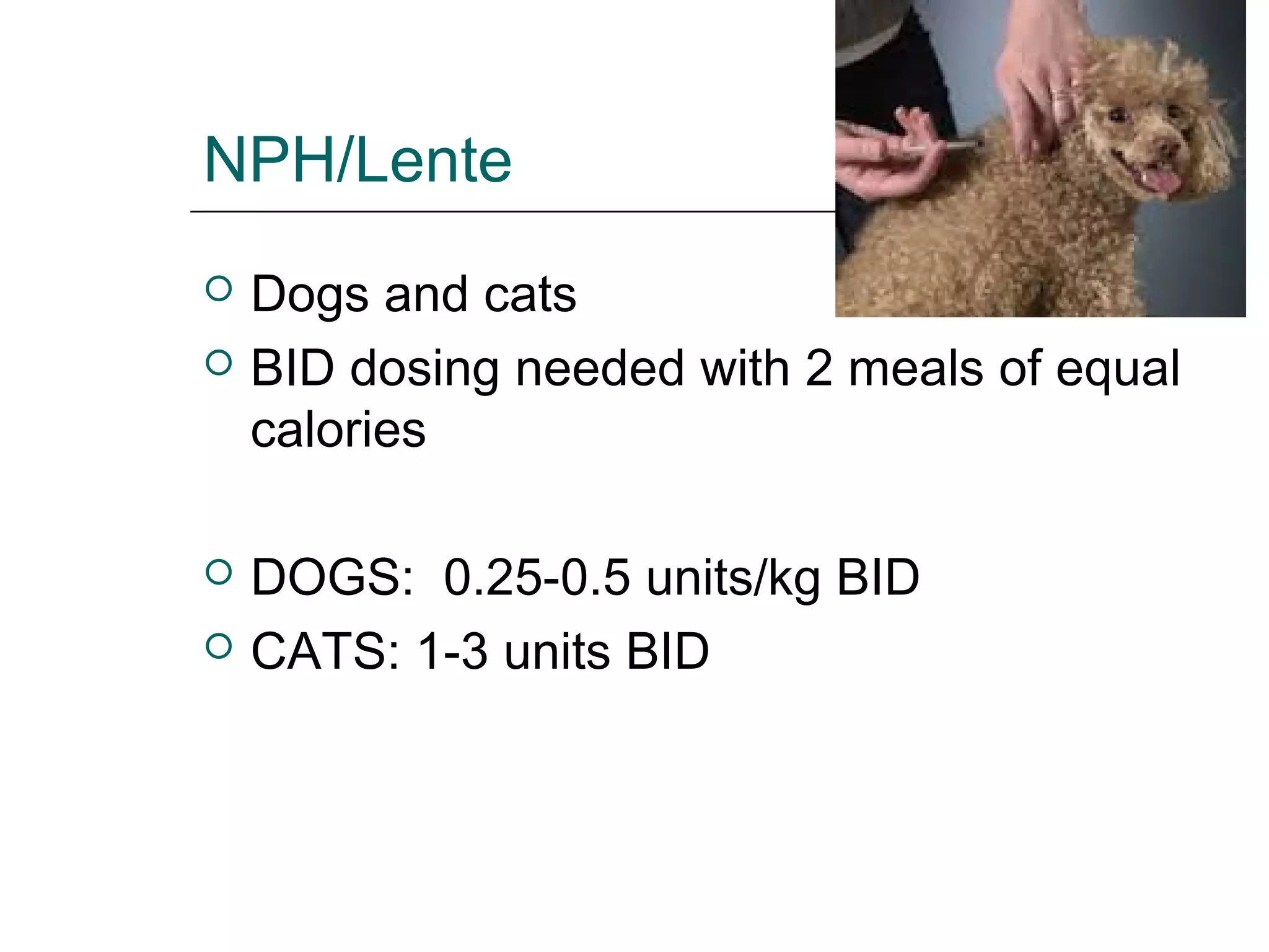 Diabetes mellitus in Dogs. | PPT
