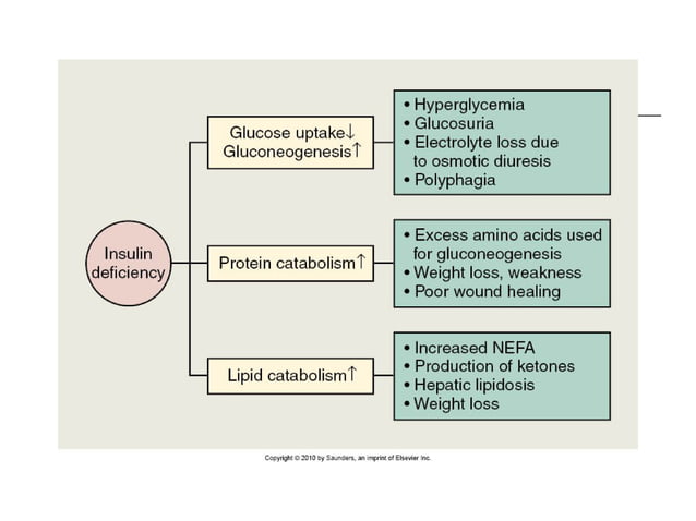 Diabetes mellitus in Dogs. | PPT