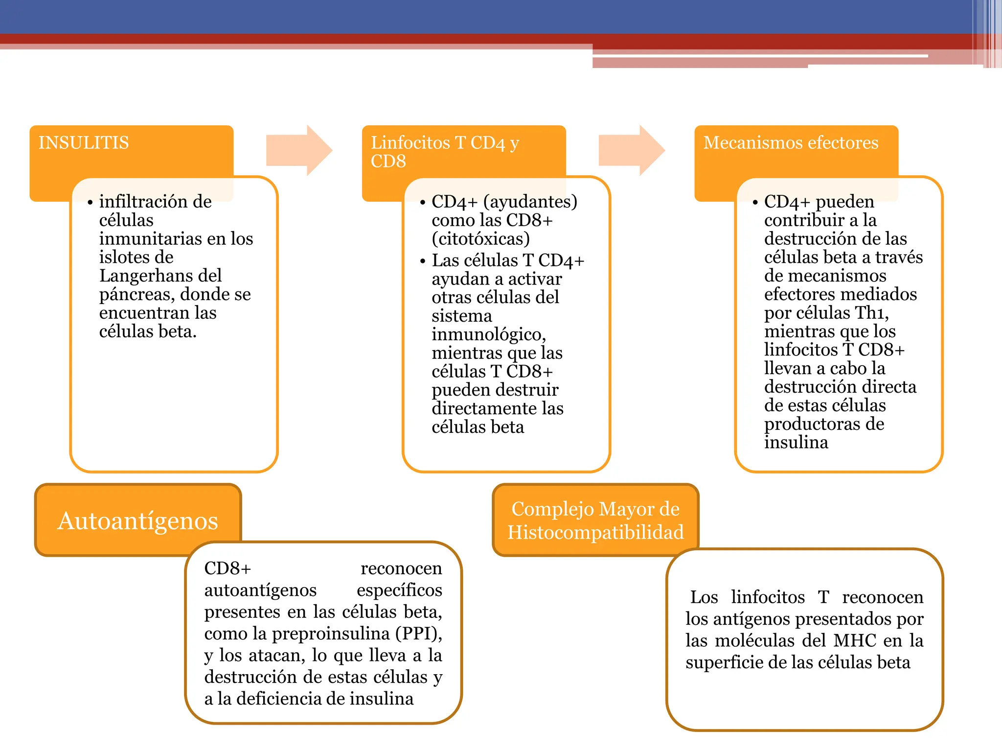 DIABETES MELLITUS AUTOINMUNE en Inmunológia | PPTX