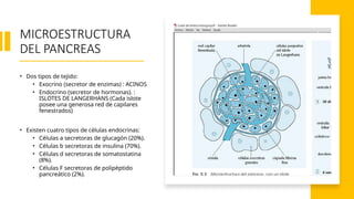 DIABETES MELLITUS fisiopatologia FINAL.pptx