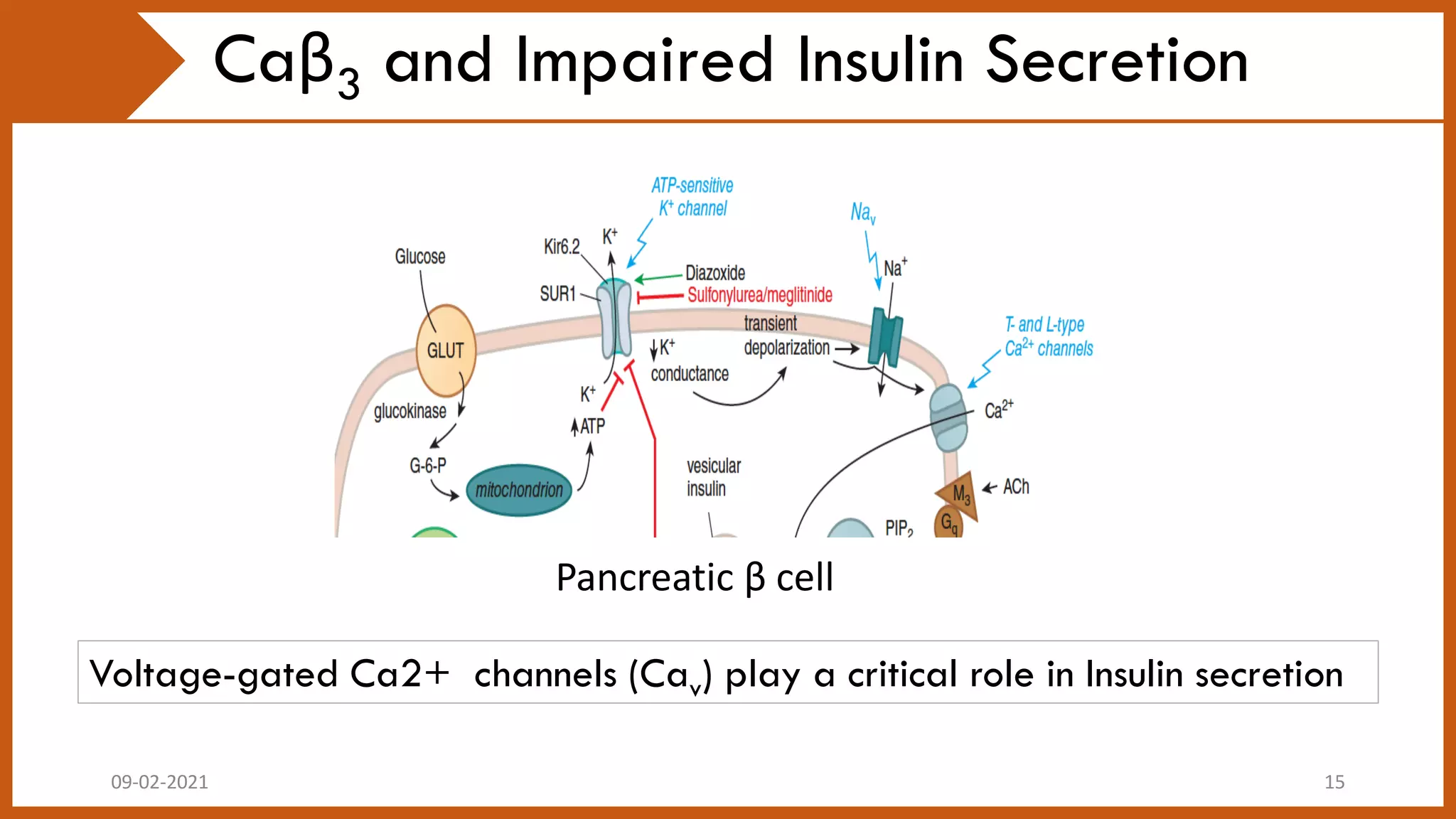 Type 2 Diabetes protocol | PDF