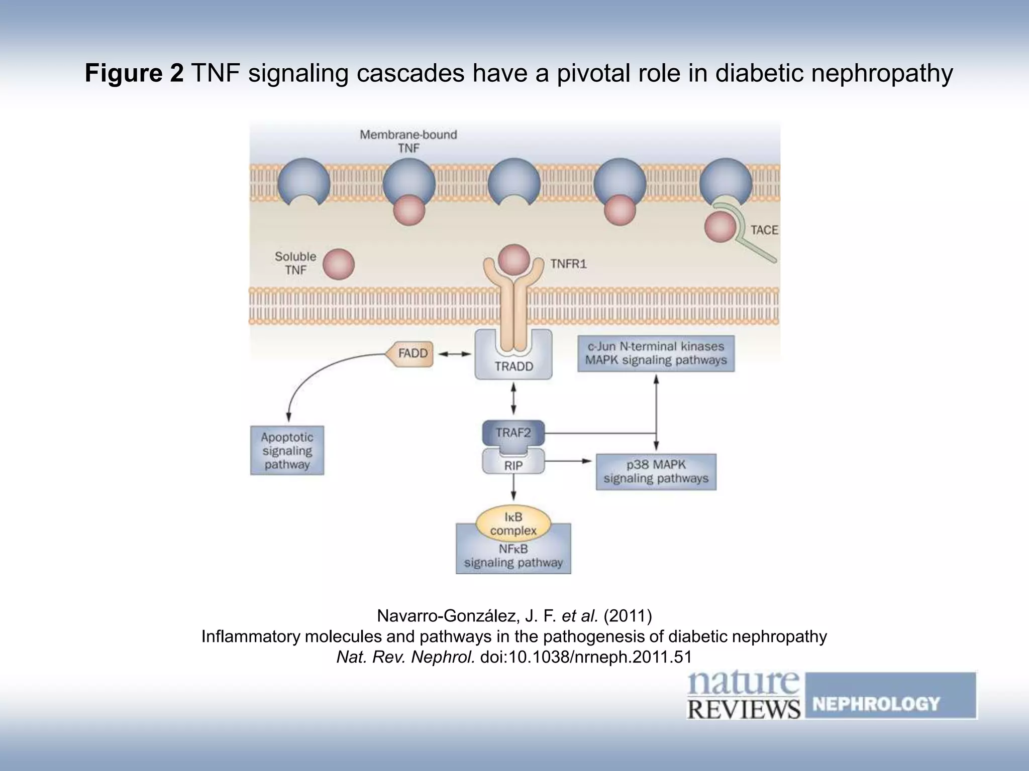 Diabetic nephropathy | PPT