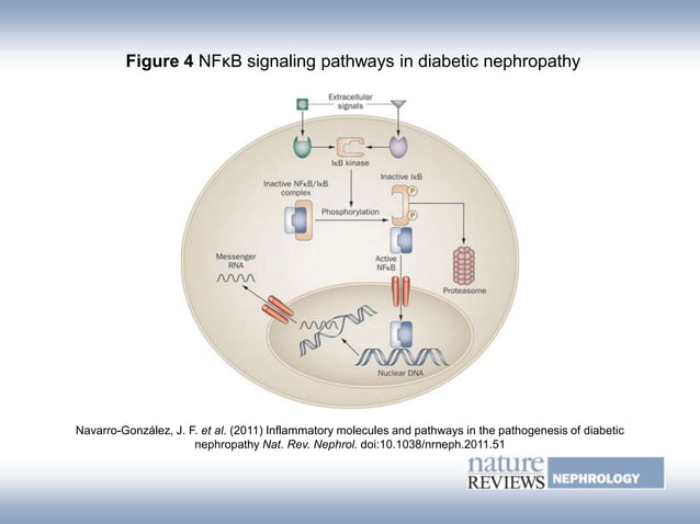Diabetic nephropathy | PPT