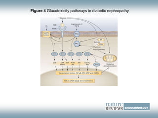 Diabetic nephropathy | PPT