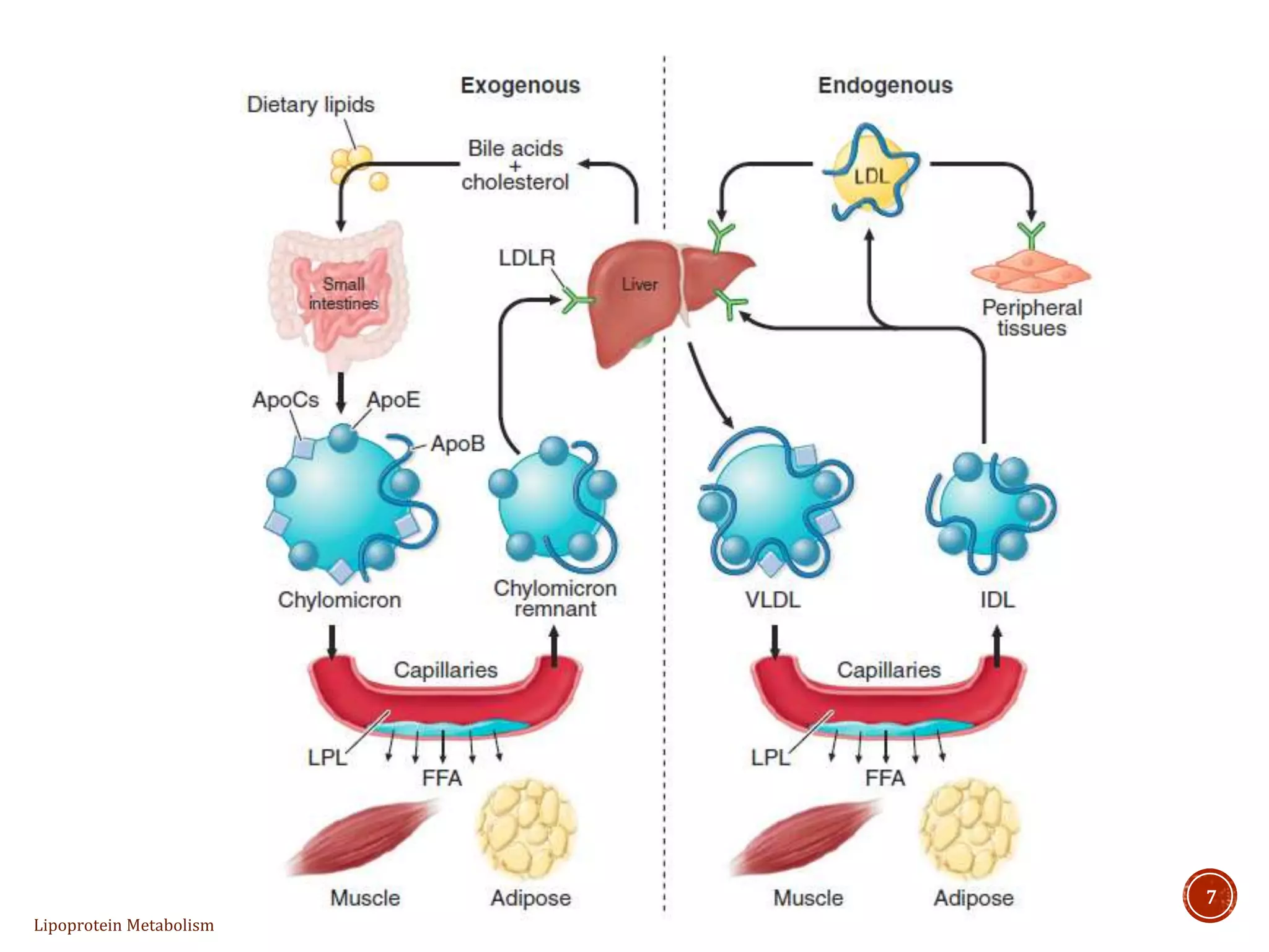 Diabetic dyslipidemia | PPTX | Endocrine and Metabolic Diseases ...