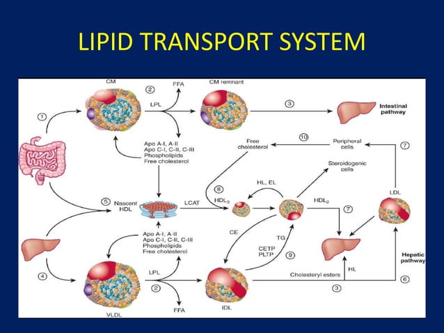Diabetic dyslipidemia and residual risk by Dr. Vaibhav Yawalkar MD DM ...