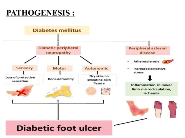 diabetic foot pathophysiology and etiology risk factors pptx | PPT