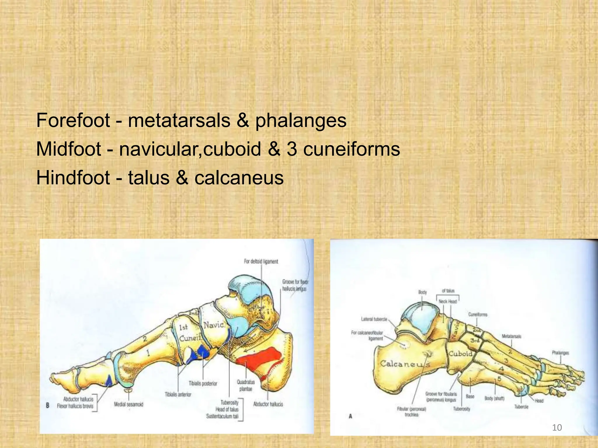 Diabetic Foot 1 - Intro, foot anat & Pathophysio.pptx