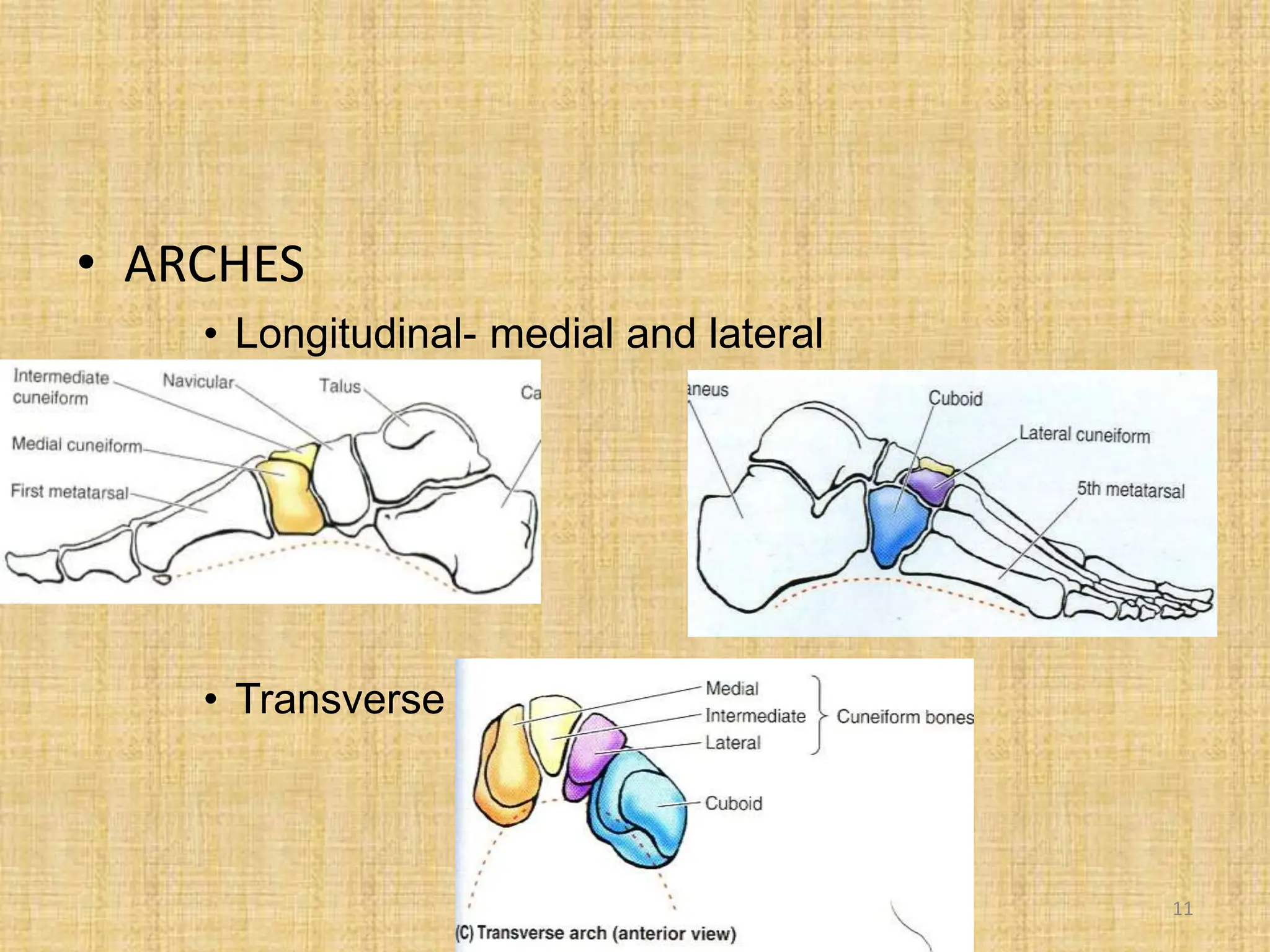 Diabetic Foot 1 - Intro, foot anat & Pathophysio.pptx