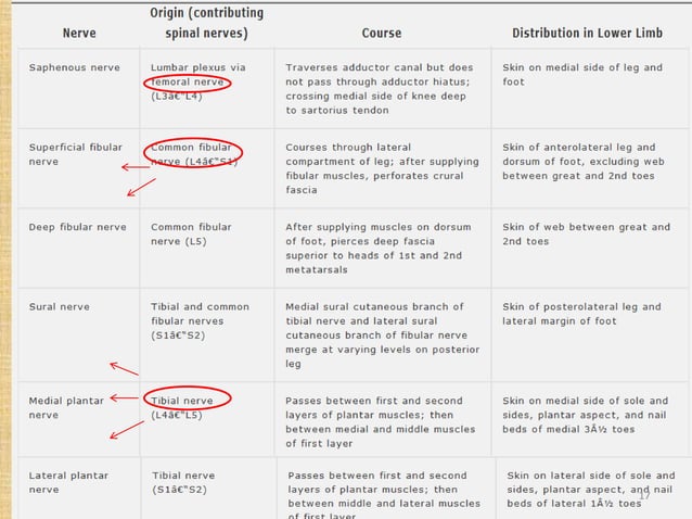 Diabetic Foot 1 - Intro, foot anat & Pathophysio.pptx