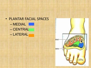 Diabetic Foot 1 - Intro, foot anat & Pathophysio.pptx