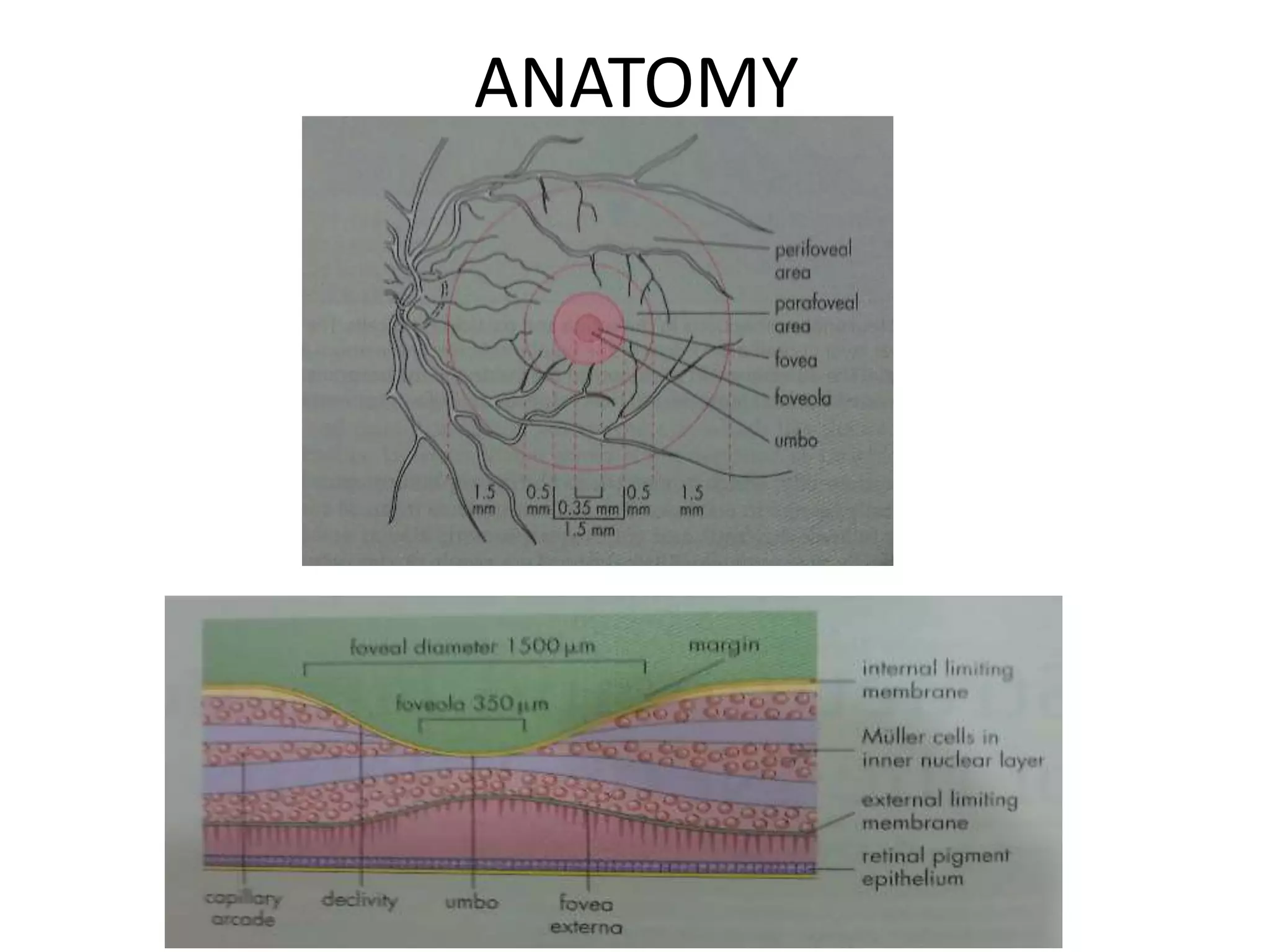 Diabetic Macular Edema | PPTX
