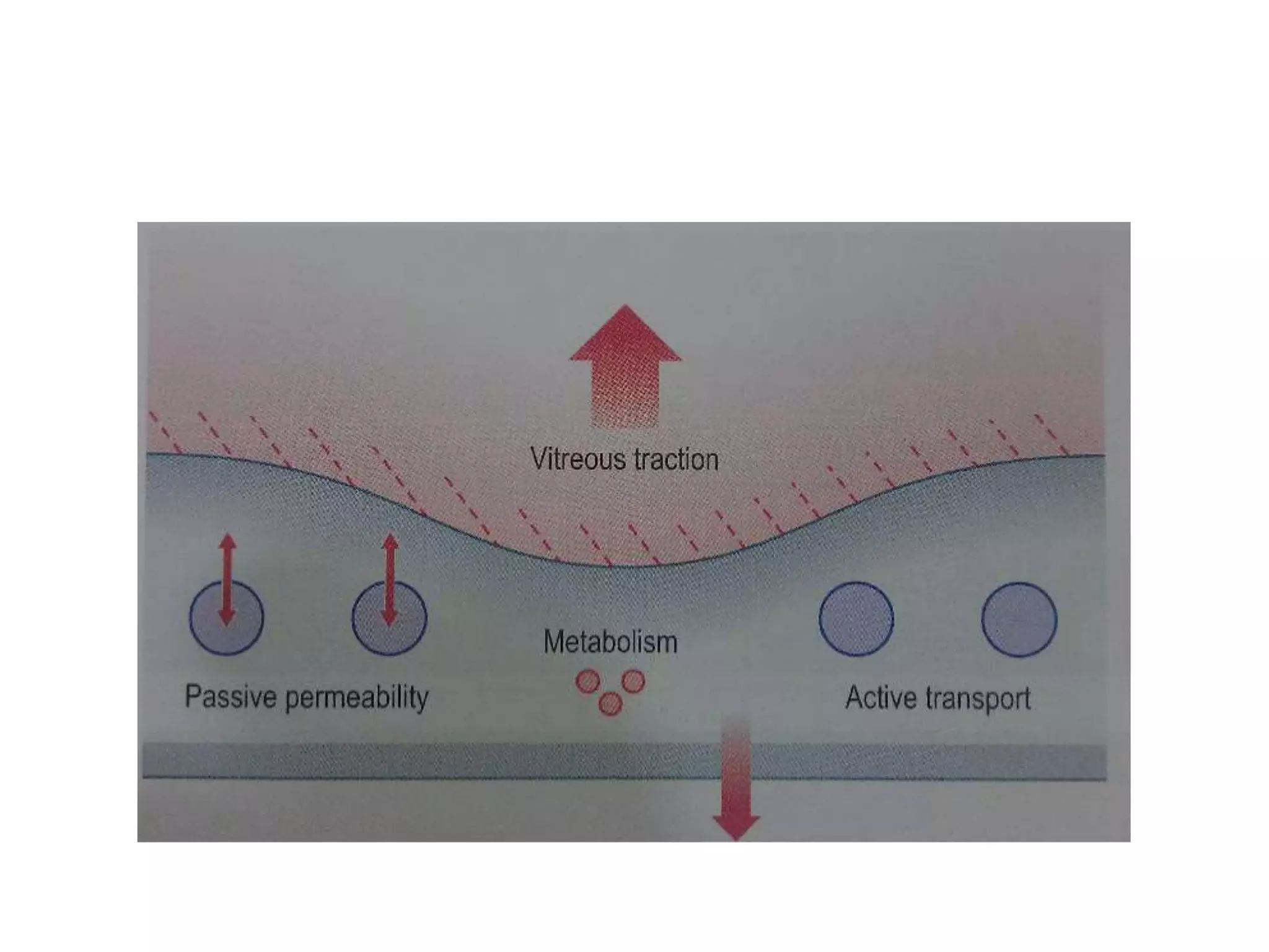 Diabetic Macular Edema | PPTX