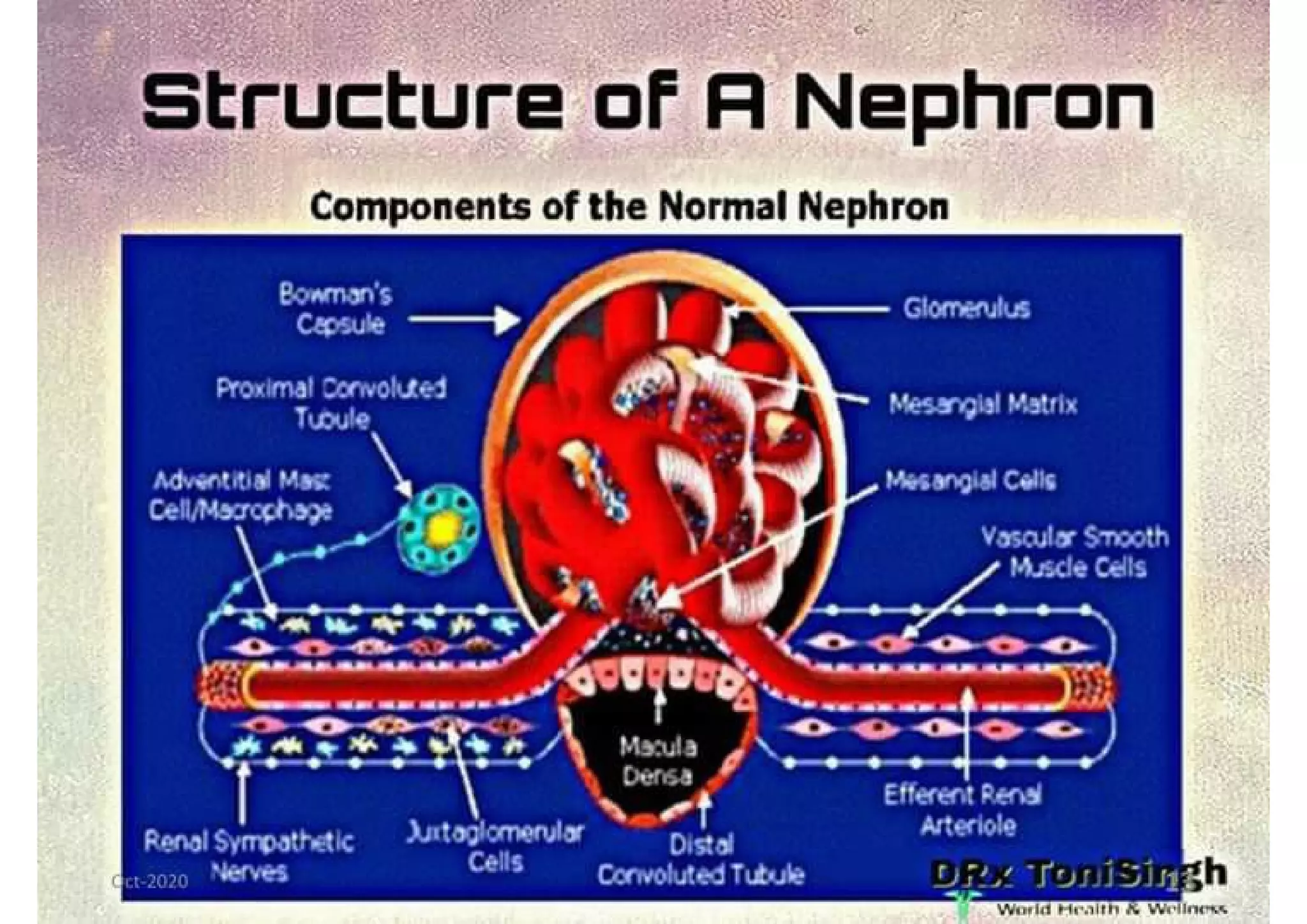 Diabetic Nephropathy | PDF