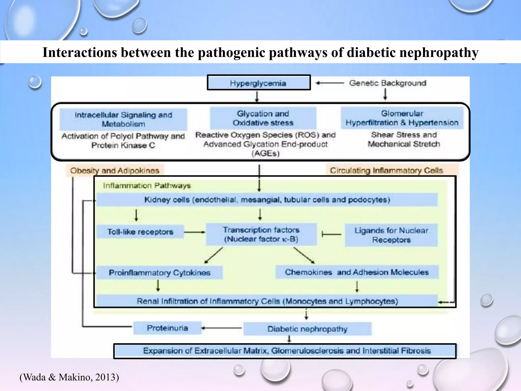 Diabetic nephropathy v7 | PPTX