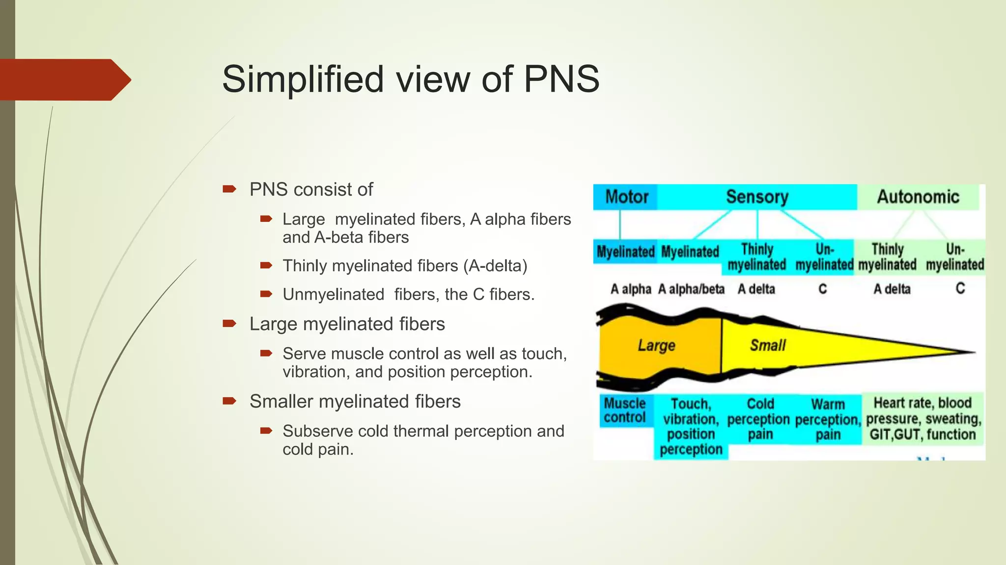 Diabetic peripheral neuropathy (DPN) | PPTX