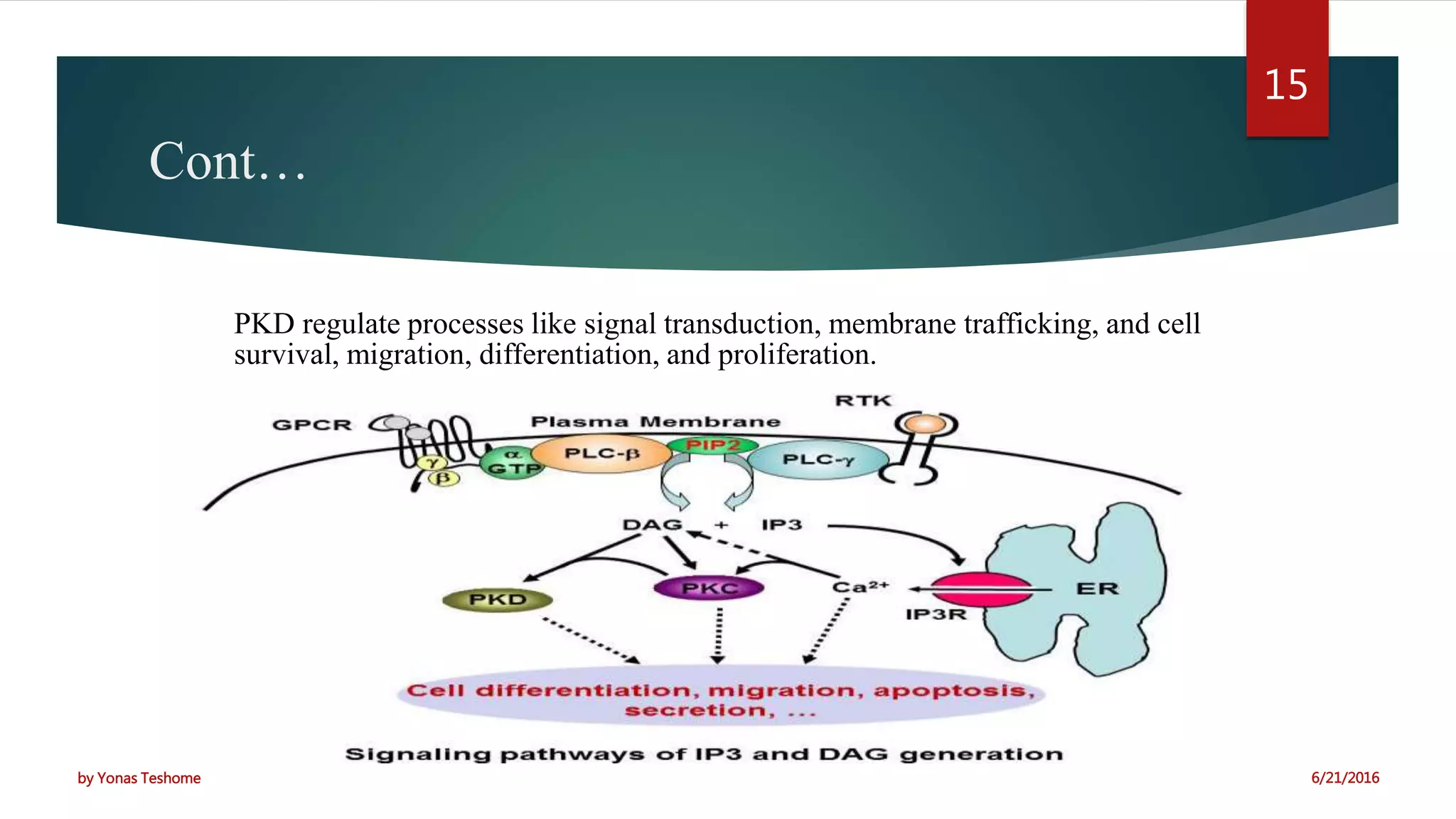 Diacylglycerol signaling pathway | PPTX