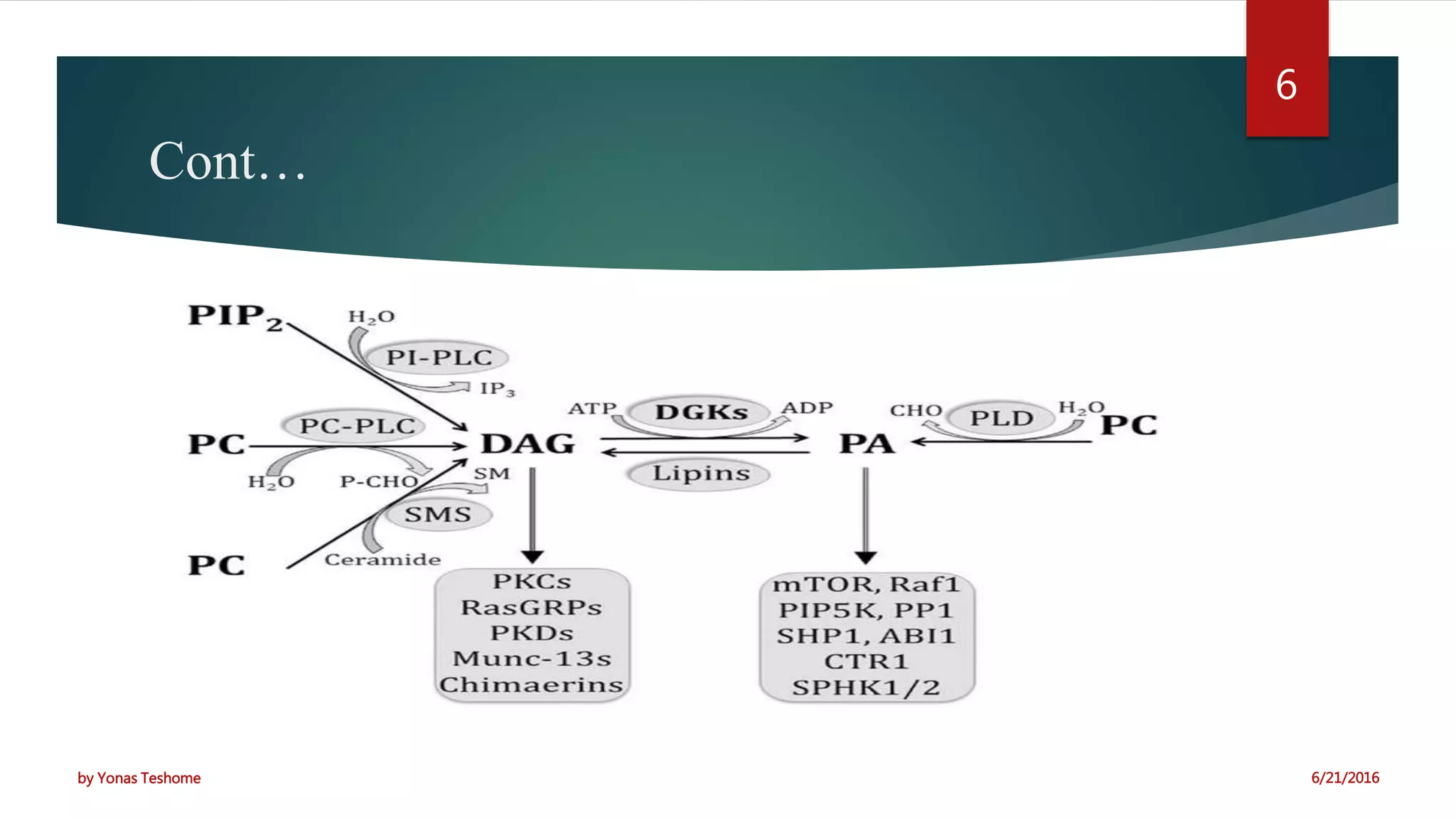 Diacylglycerol signaling pathway | PPTX