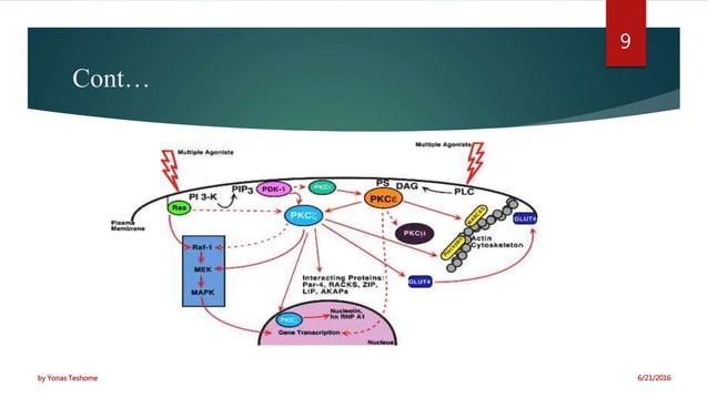 Diacylglycerol signaling pathway | PPTX | Genetics | Science