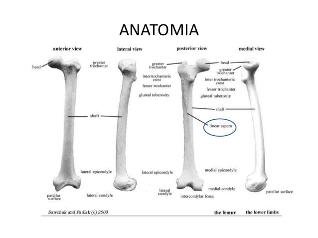 Diafisis de femur