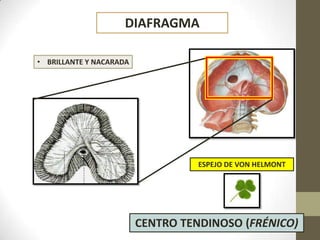 DIAFRAGMA | PPTX