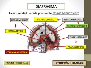 DIAFRAGMA | PPTX