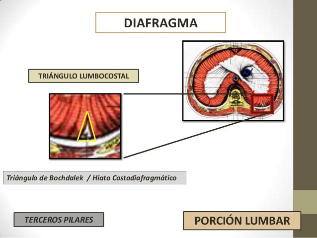 DIAFRAGMA