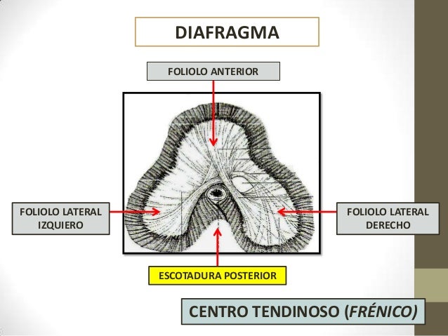 DIAFRAGMA