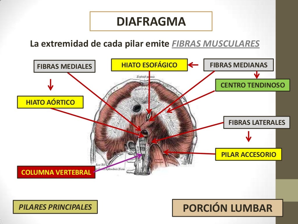 DIAFRAGMA