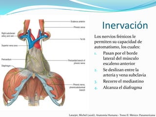 Anatomía de Diafragma | PPTX
