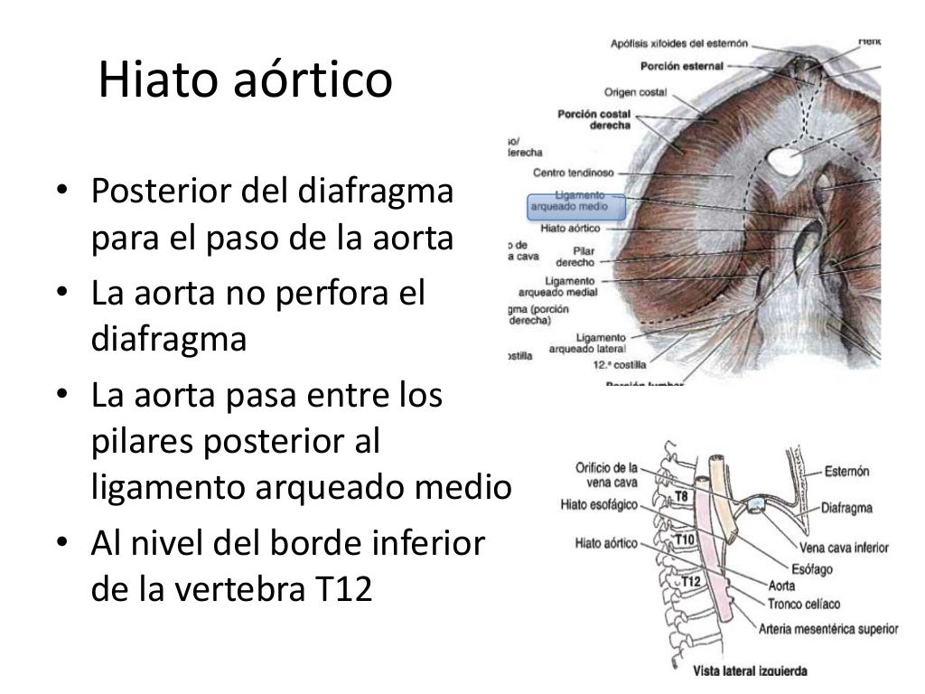 Diafragma Inervación Hiatos