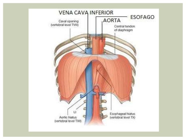 Diafragma