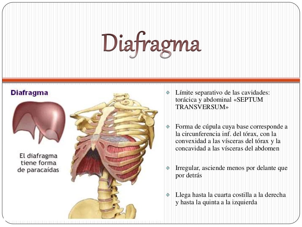 Diafragma