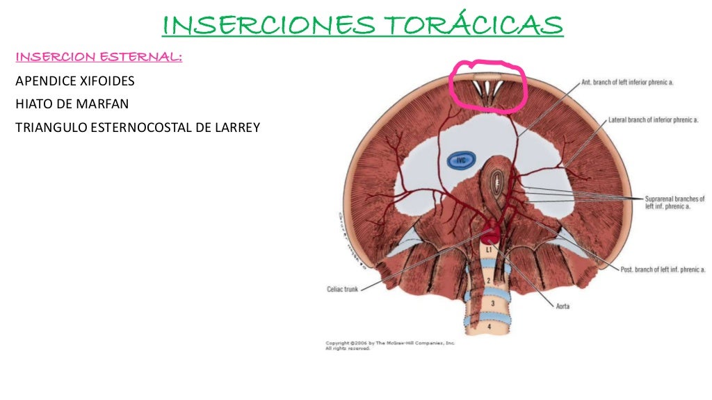 Diafragma Respiratorio
