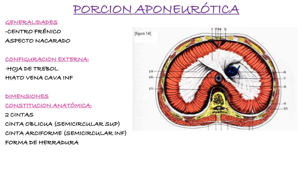 Diafragma Respiratorio