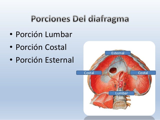 Diafragma