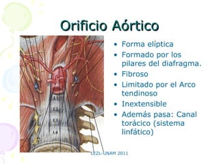 Orificio Aórtico