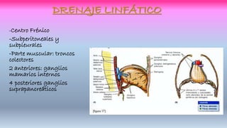 Diafragma respiratorio | PPT