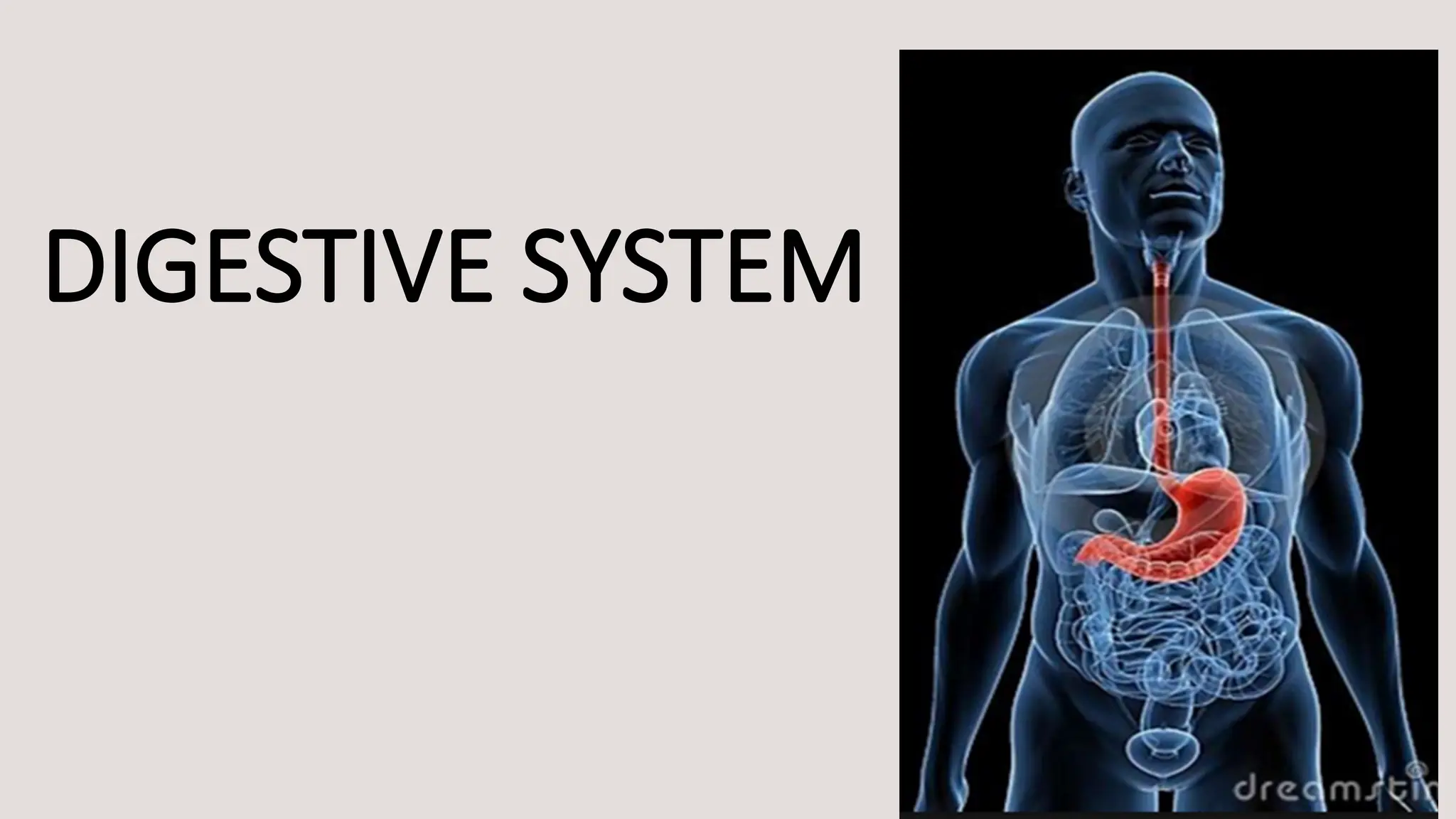 Basic Anatomy of human Digestive system.pptx