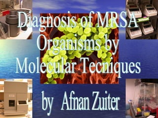 Diagnosis of mrsa by molecular methods | PPT